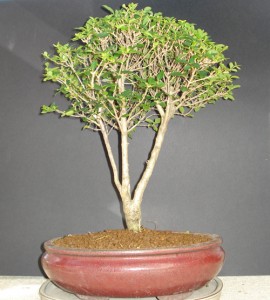 Fiche conseils : Bonsai Ligustrum Sinense - Troène de Chine