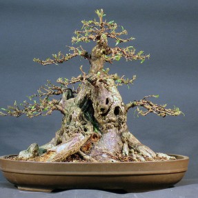 Pourquoi et comment défolier votre bonsaï ? | Ebonsai Blog